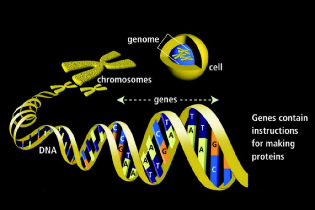 Mgauringmutationnggenetiko